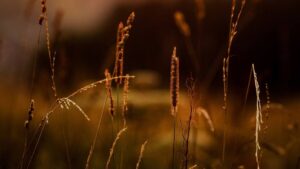 God Will Satisfy You with Long Life | The Bible Daily Network