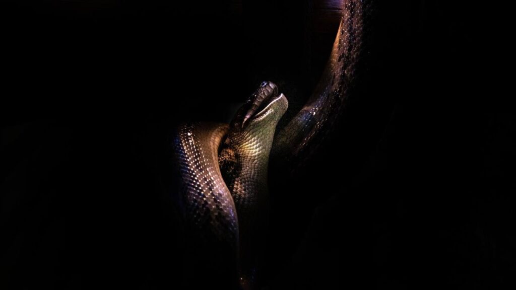 Be as Wise as a Serpent | The Bible Daily Network