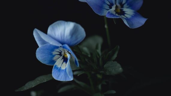 God Will Provide for Your Divine Vision If He Is the Source of It | The ...