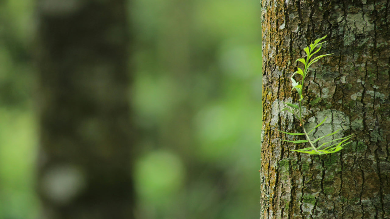A Tree Is Recognized by Its Fruit | The Bible Daily Network